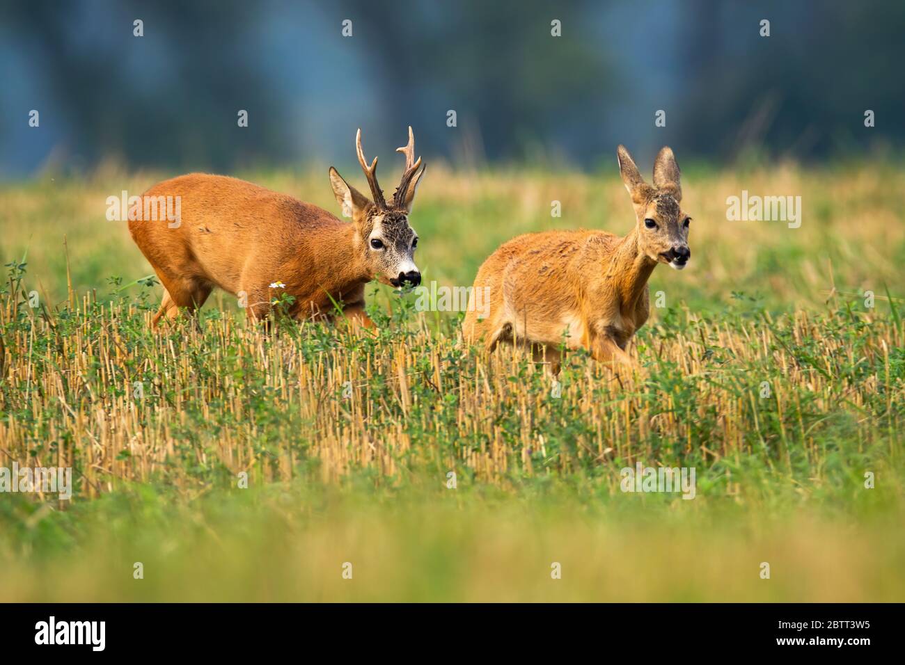Roe deer buck chasing doe on stubble field in rutting season Stock ...