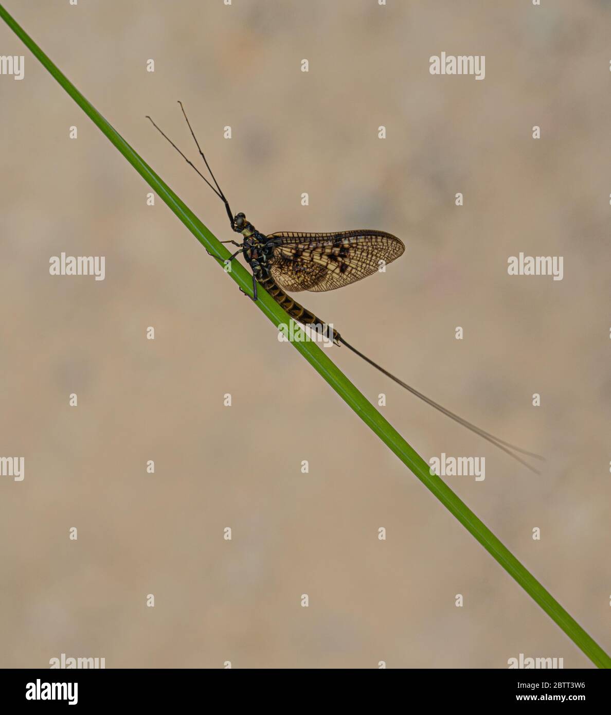 Green Drake Mayfly Ephemera danica male in spring with greengrass field ...