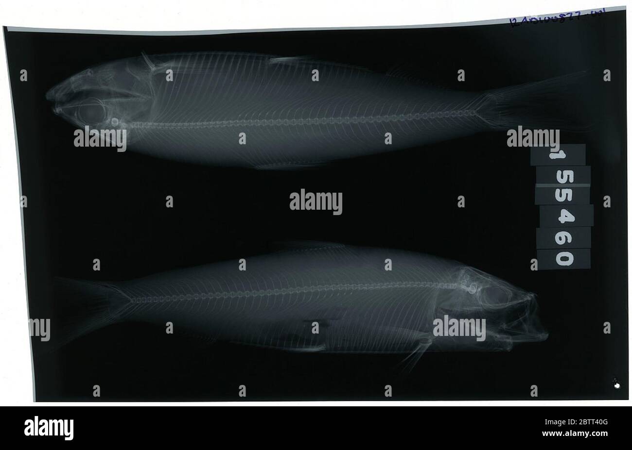 Alosa hi-res stock photography and images - Alamy