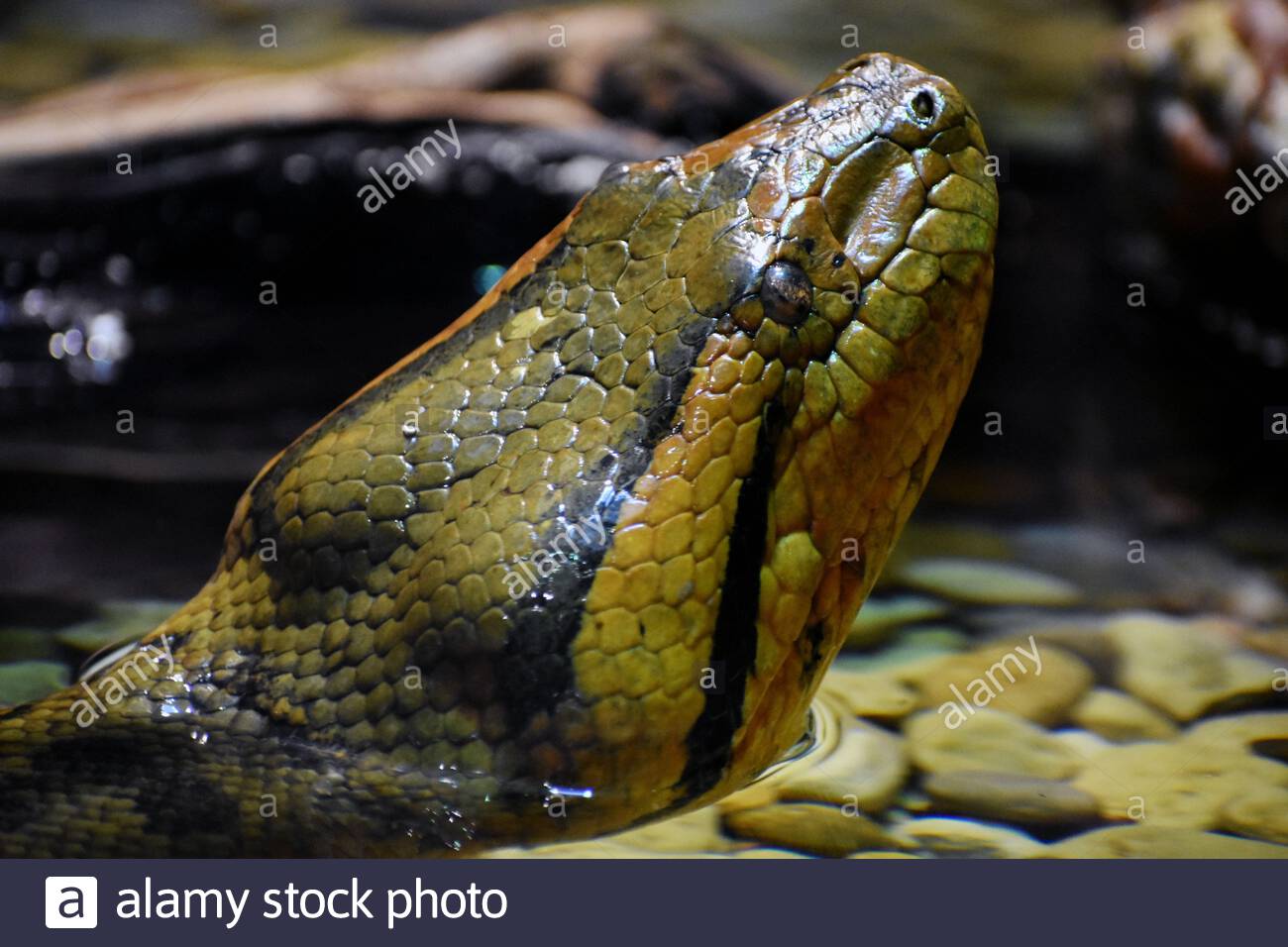 Green Anaconda High Resolution Stock Photography and Images - Alamy