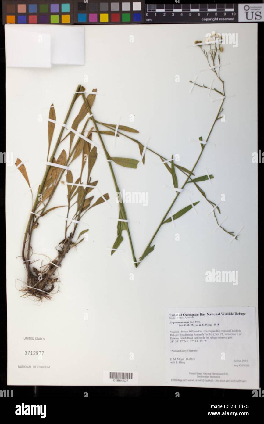 Flowers annual fleabane erigeron annuus hi-res stock photography and ...