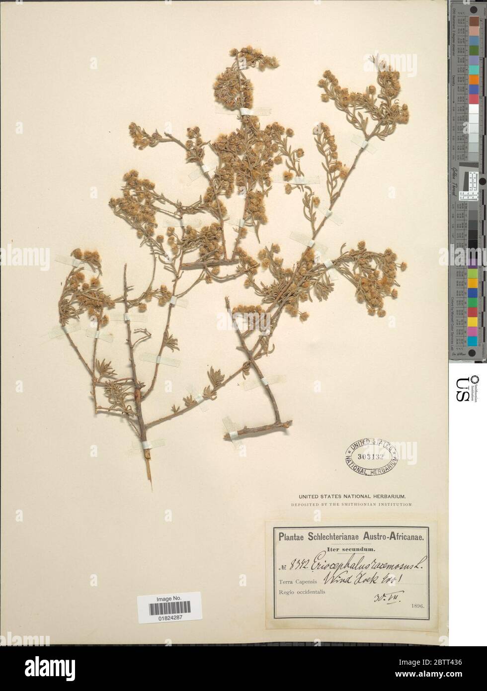 Eriocephalus hi-res stock photography and images - Alamy