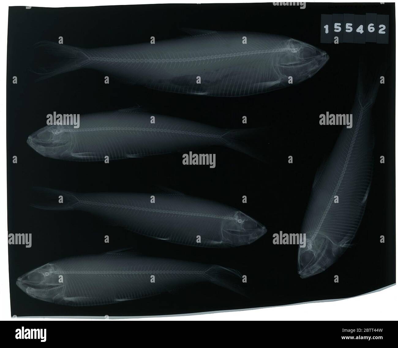 Alosa hi-res stock photography and images - Alamy