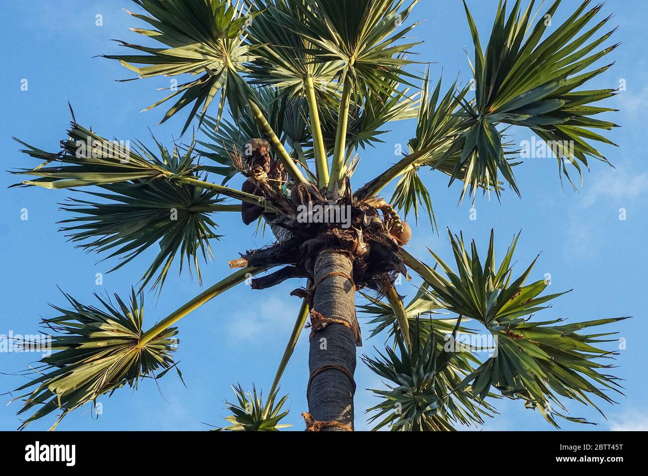 Palmyra tree jaffna hi-res stock photography and images - Alamy