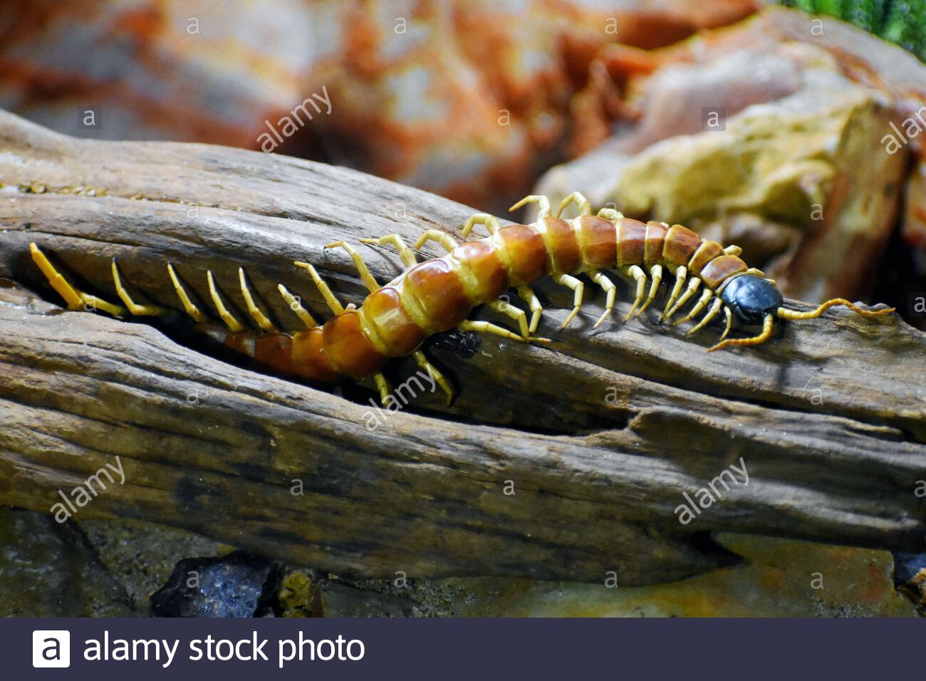 Scolopendra Heros High Resolution Stock Photography and Images - Alamy