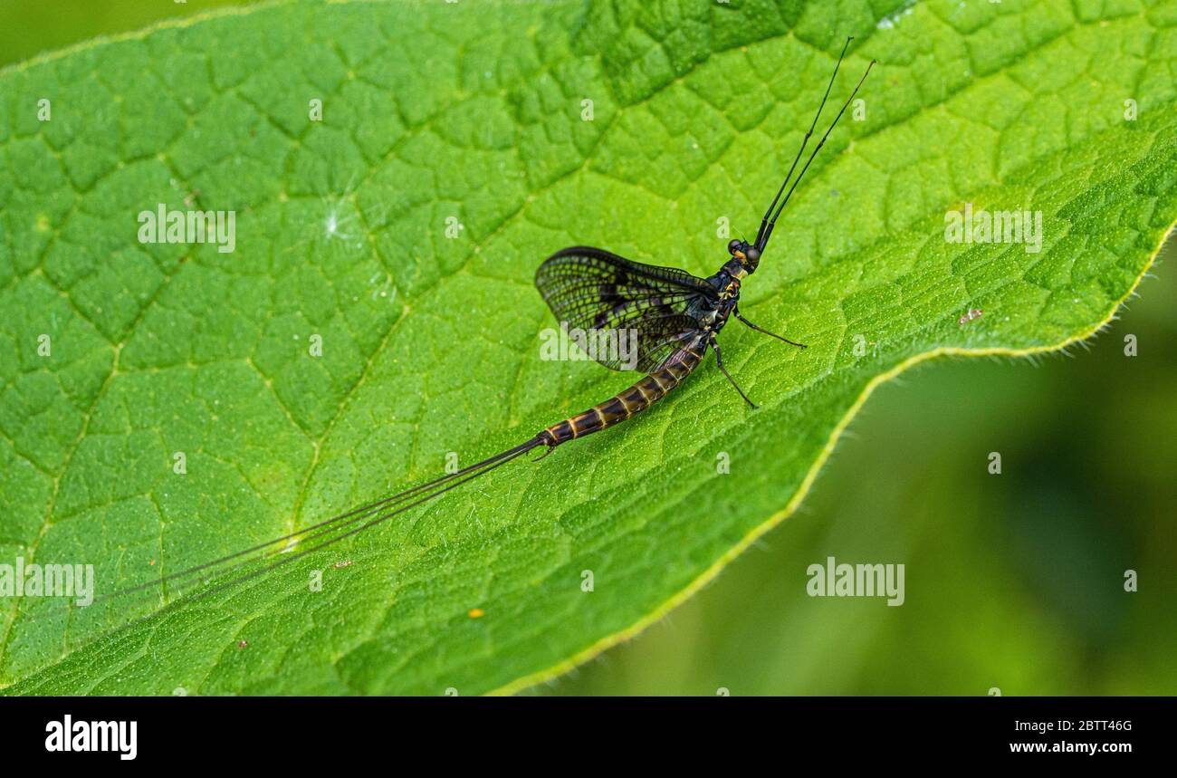 Green Drake Mayfly Ephemera danica male in spring with greengrass field ...