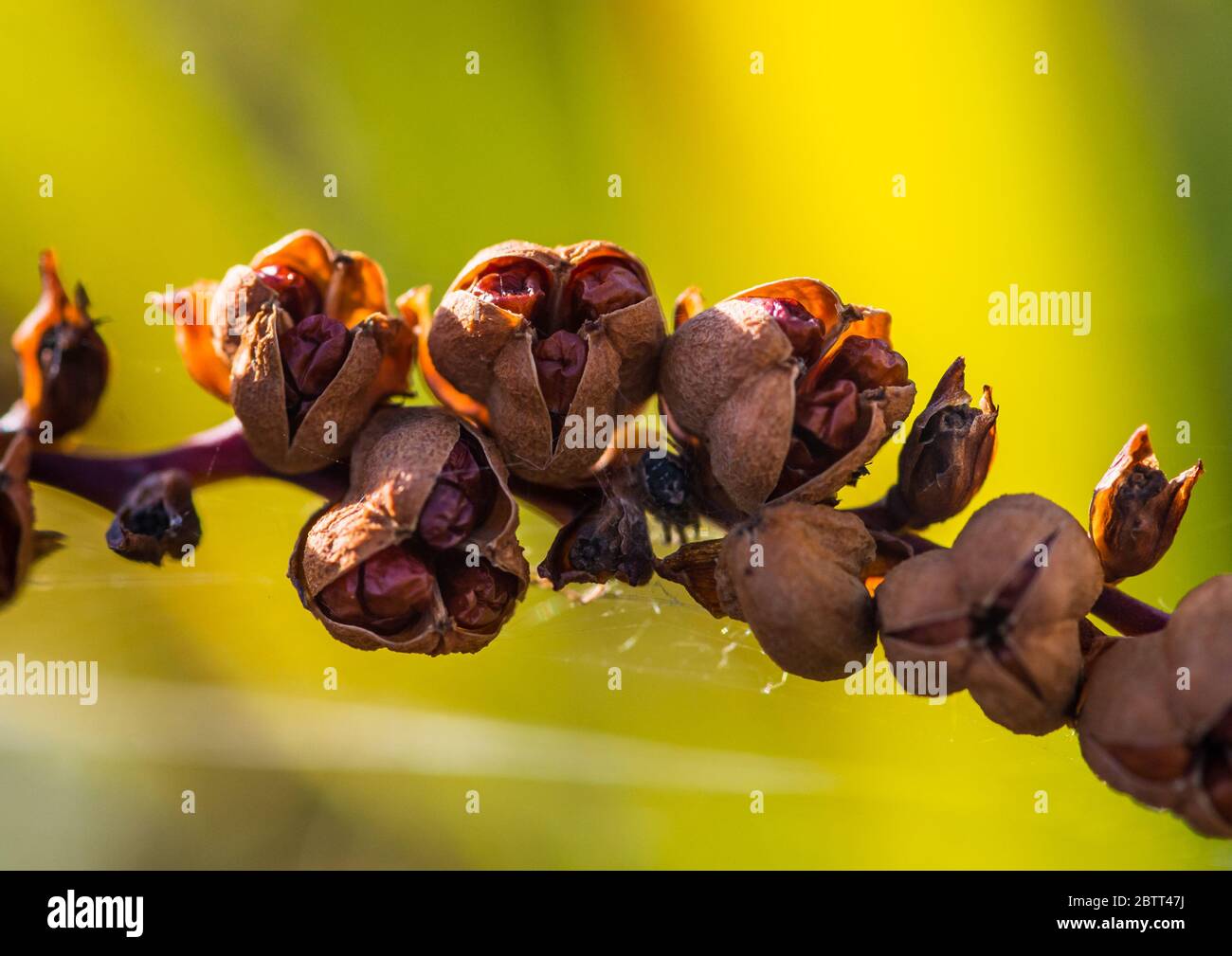Crocosmia lucifer seed pod hi-res stock photography and images - Alamy