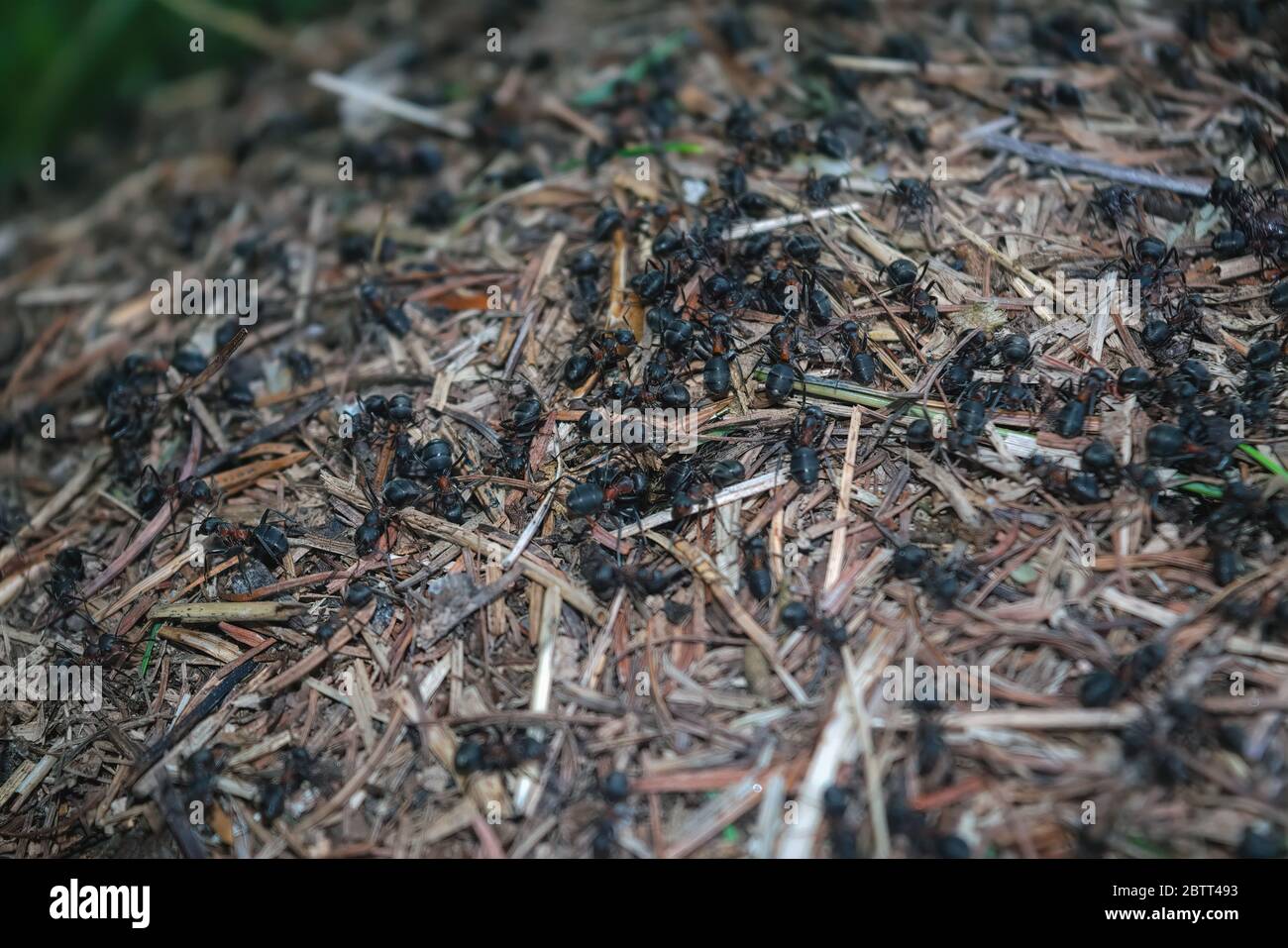 Ants close-up, background of red forest ant colony Stock Photo - Alamy