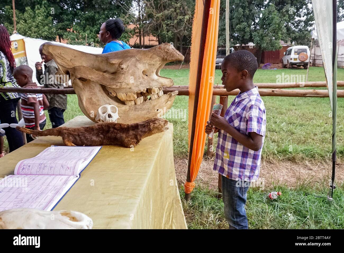 Skull on display hi-res stock photography and images - Alamy