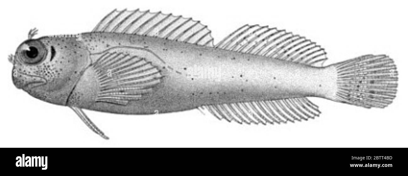 Specimen specimens collection Black and White Stock Photos & Images - Alamy