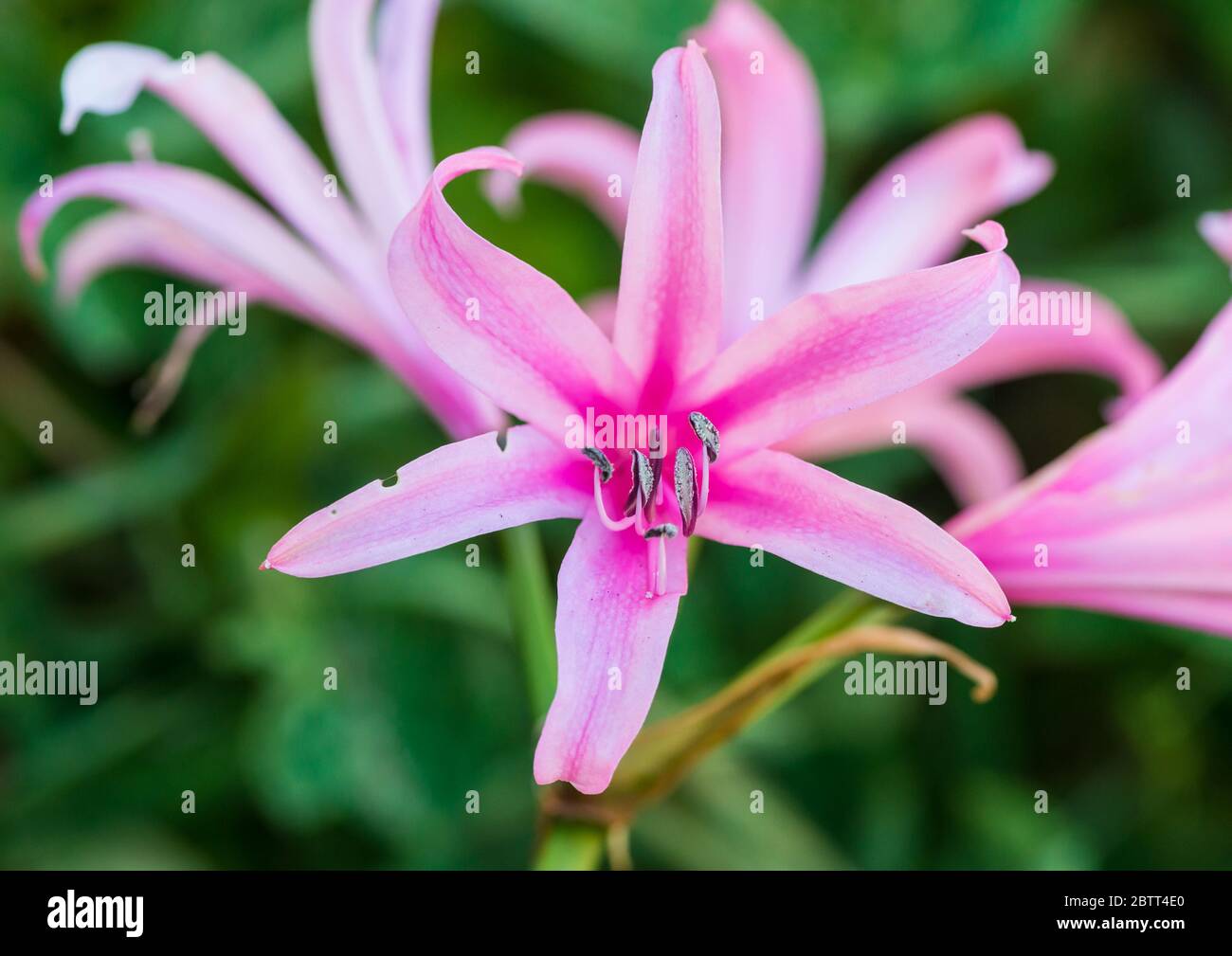 A macro shot of a pink nerine bowdenii bloom Stock Photo - Alamy