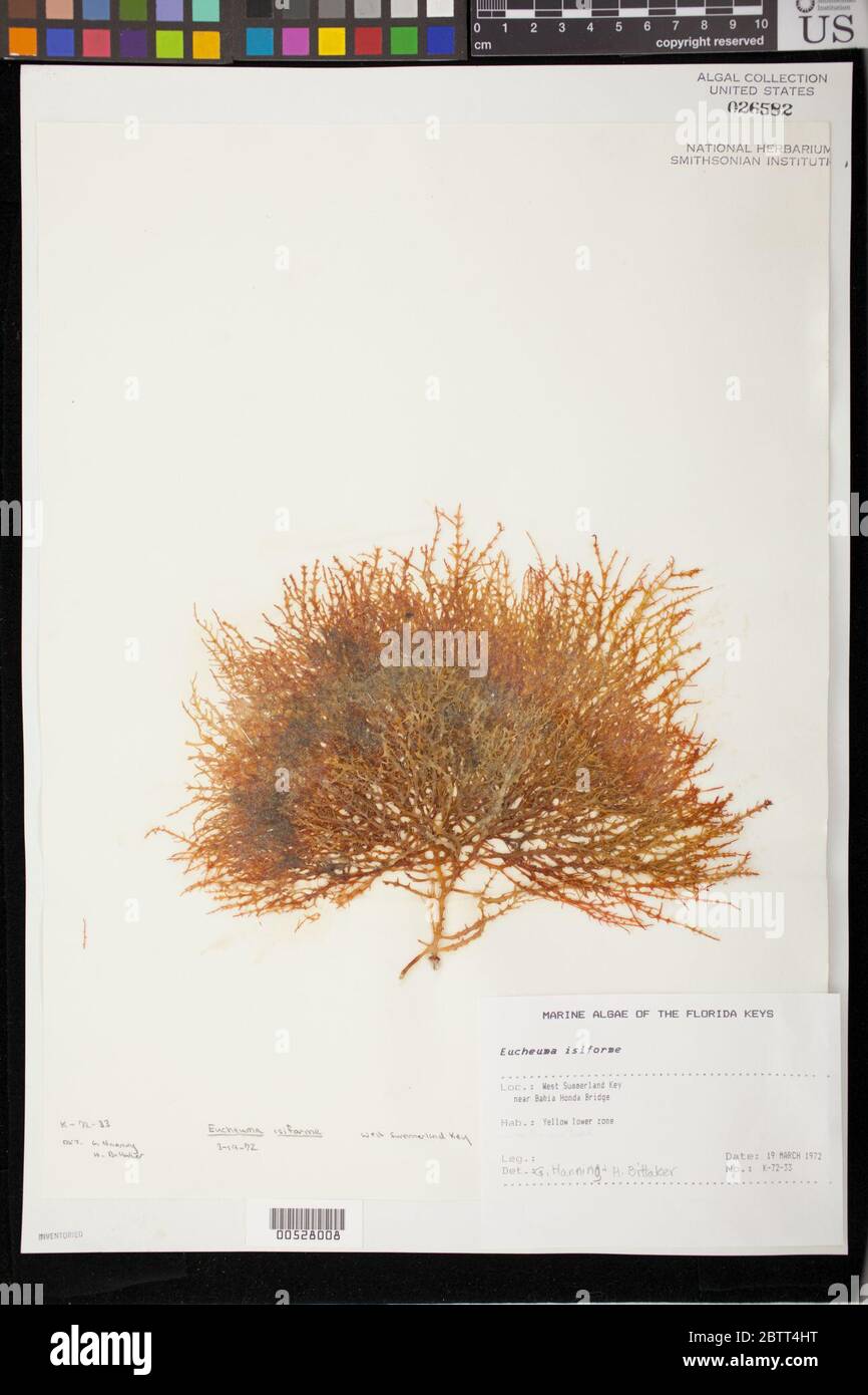 Eucheuma hi-res stock photography and images - Alamy