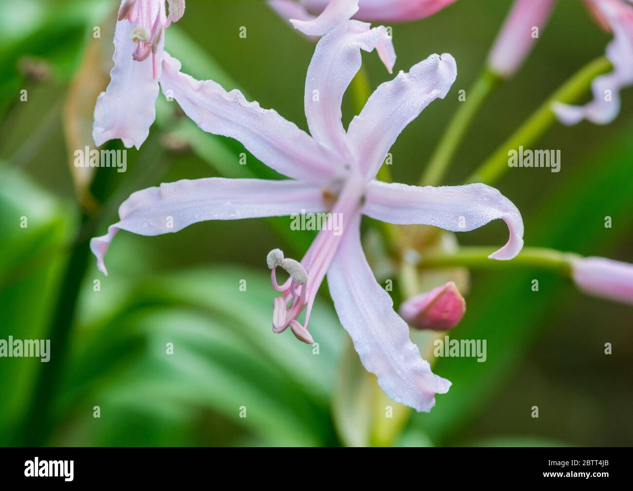 White Nerine High Resolution Stock Photography and Images - Alamy