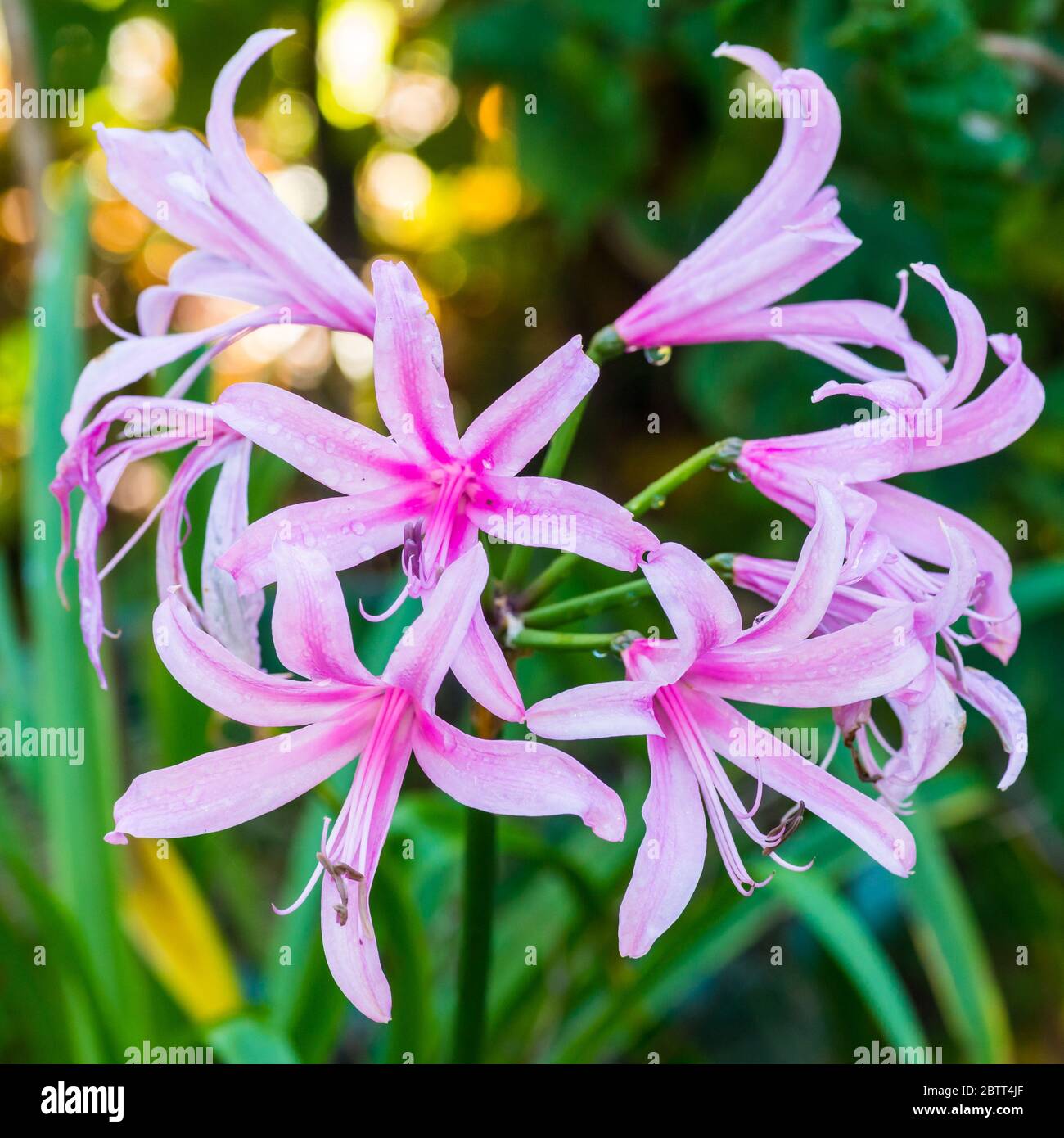 Pink cornish lily hi-res stock photography and images - Alamy