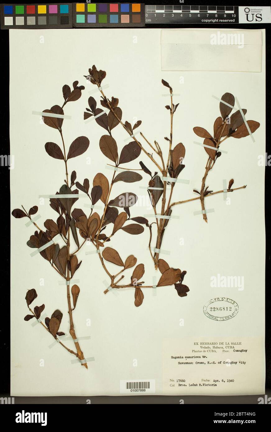 Camarioca hi-res stock photography and images - Alamy