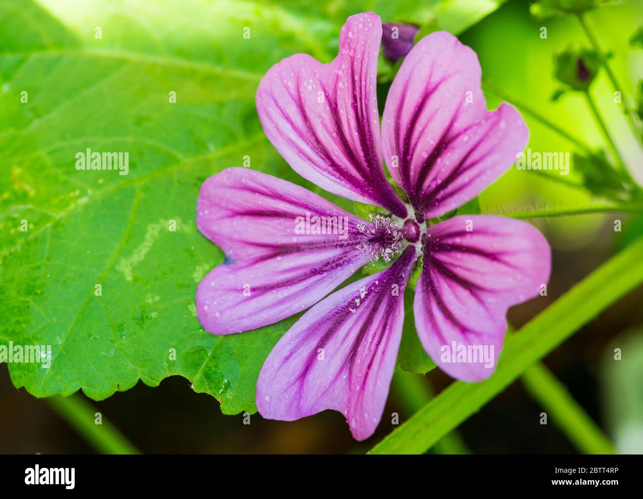 Merlin sylvestris hi-res stock photography and images - Alamy