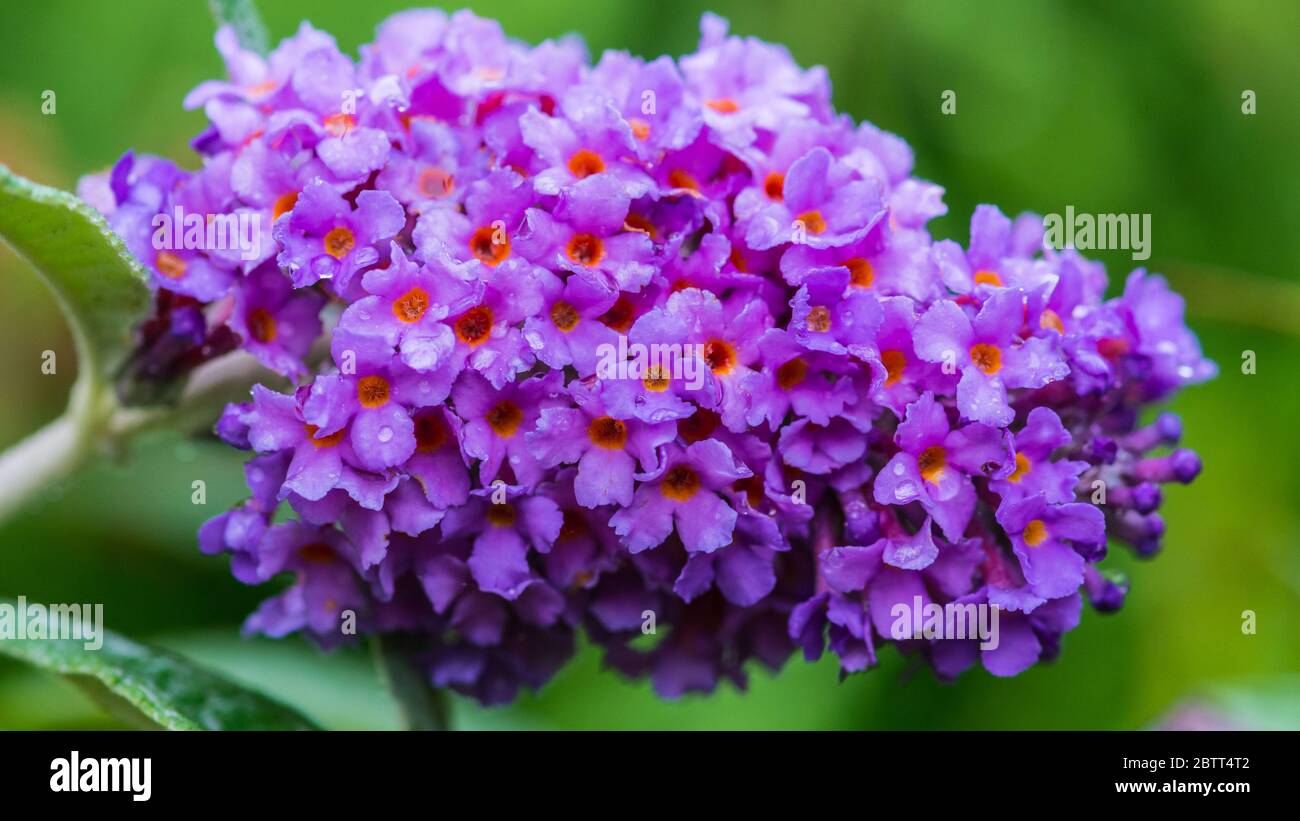 Purple Butterfly Bush High Resolution Stock Photography and Images - Alamy