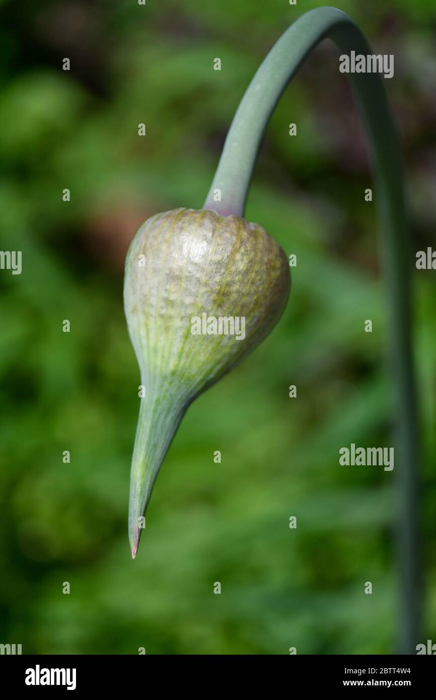 Allium forelock hi-res stock photography and images - Alamy
