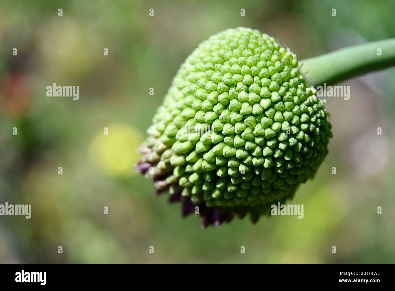 Macro of Allium Forelock flower head not fully bloomed Stock Photo - Alamy