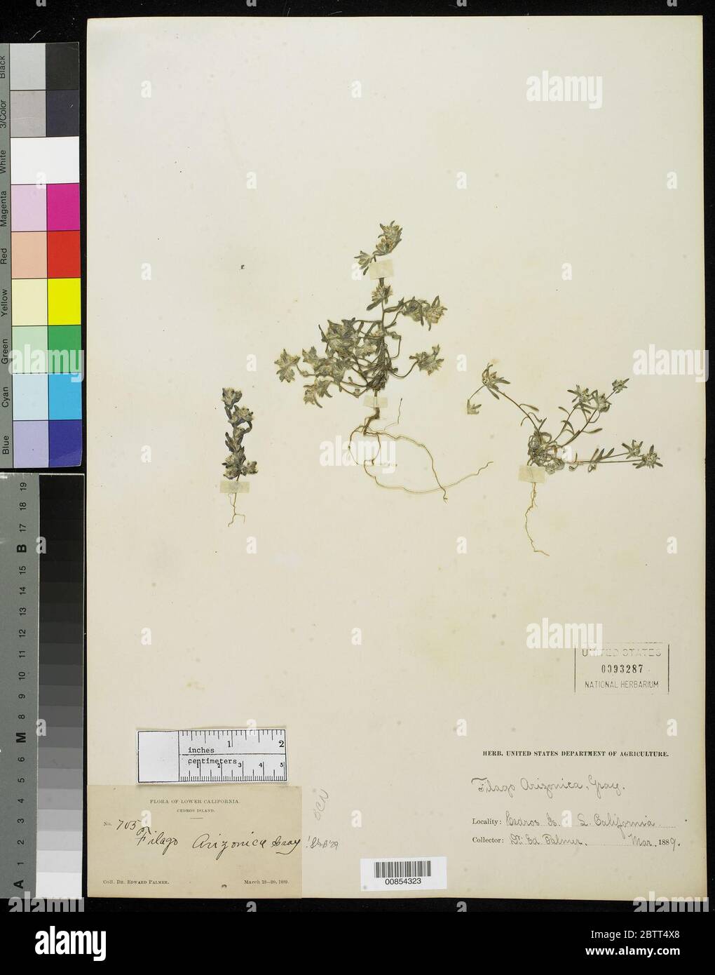 Field fluffweed or german filago hi-res stock photography and images ...