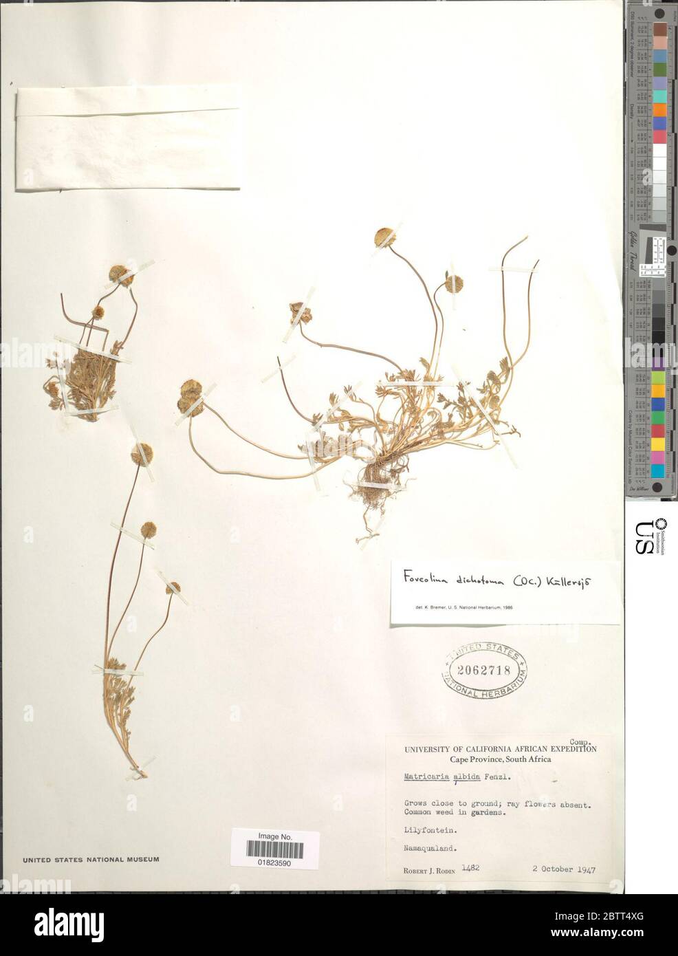 Foveolina dichotoma DC Kllersj Stock Photo - Alamy