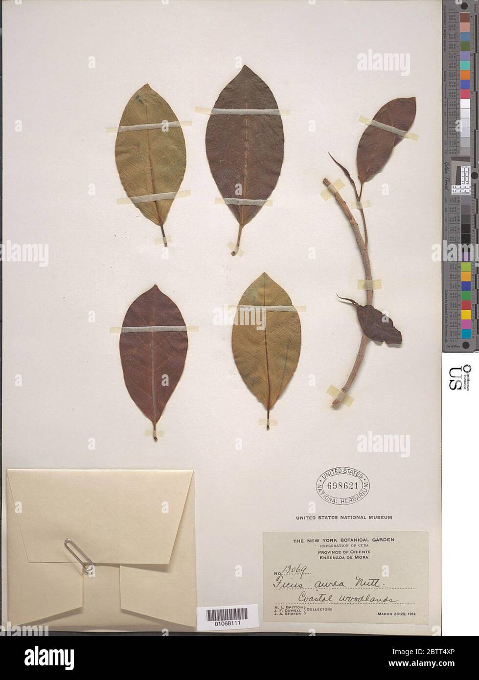 Ficus aurea Nutt Stock Photo - Alamy