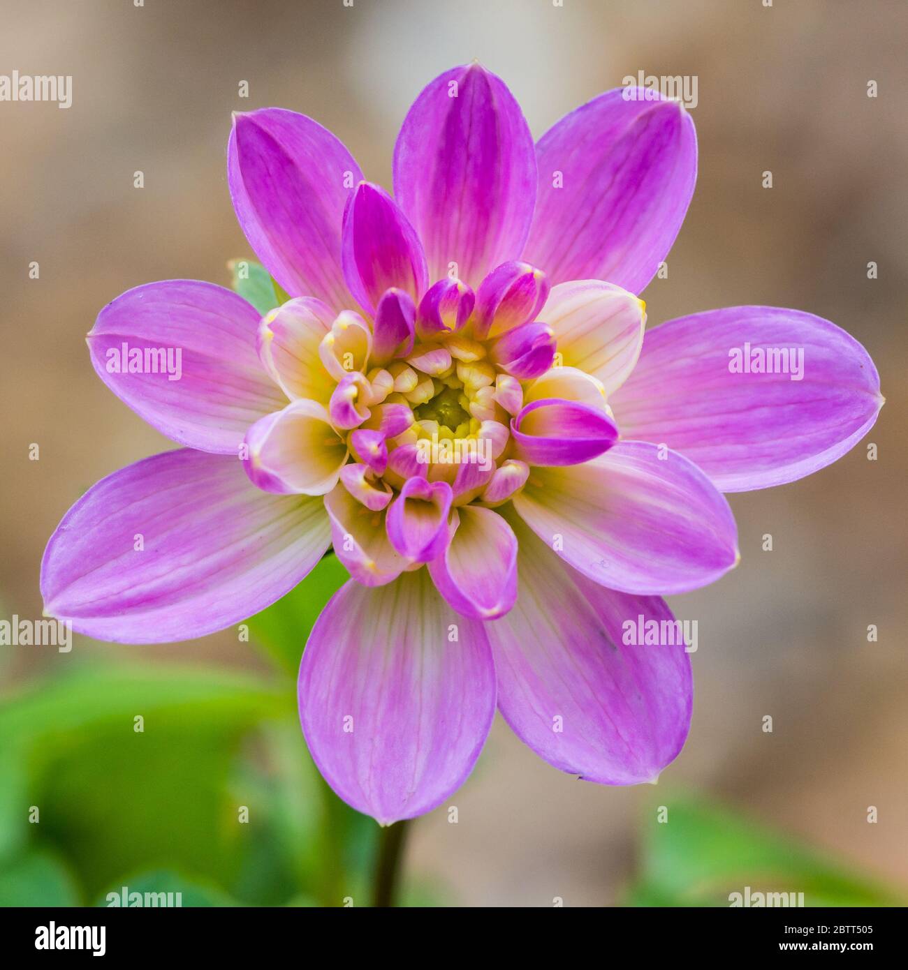 Dahlia Take Off High Resolution Stock Photography and Images - Alamy