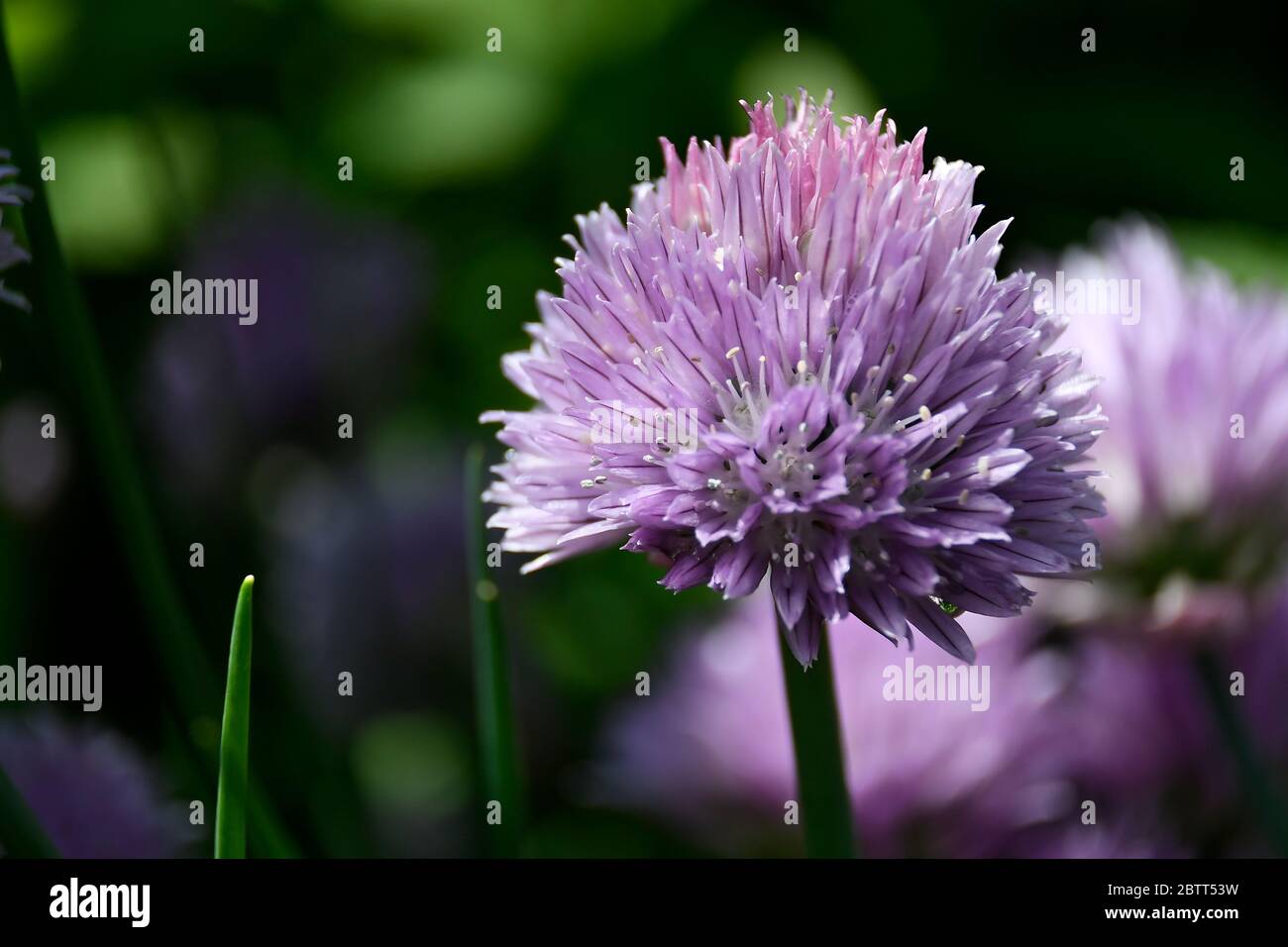 Allium forelock hi-res stock photography and images - Alamy