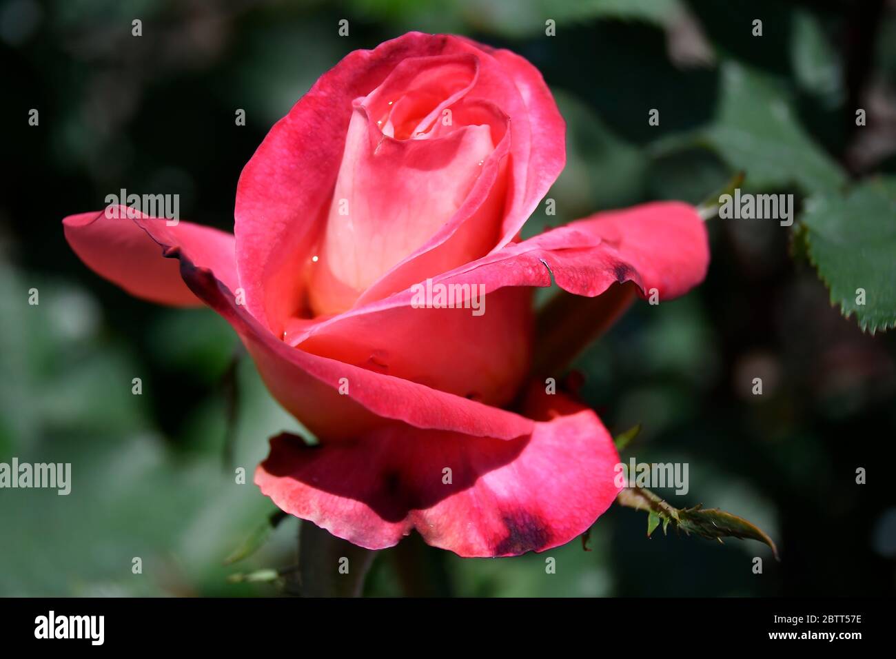 Macro of red and white Tea Rose hybrid Stock Photo - Alamy
