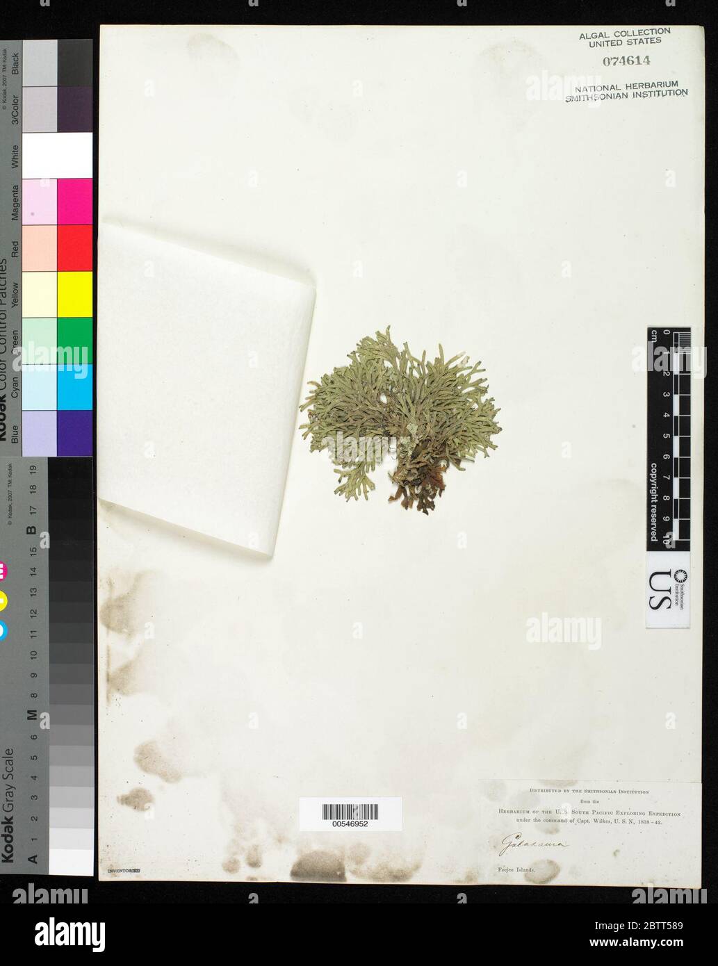 Galaxaura hi-res stock photography and images - Alamy