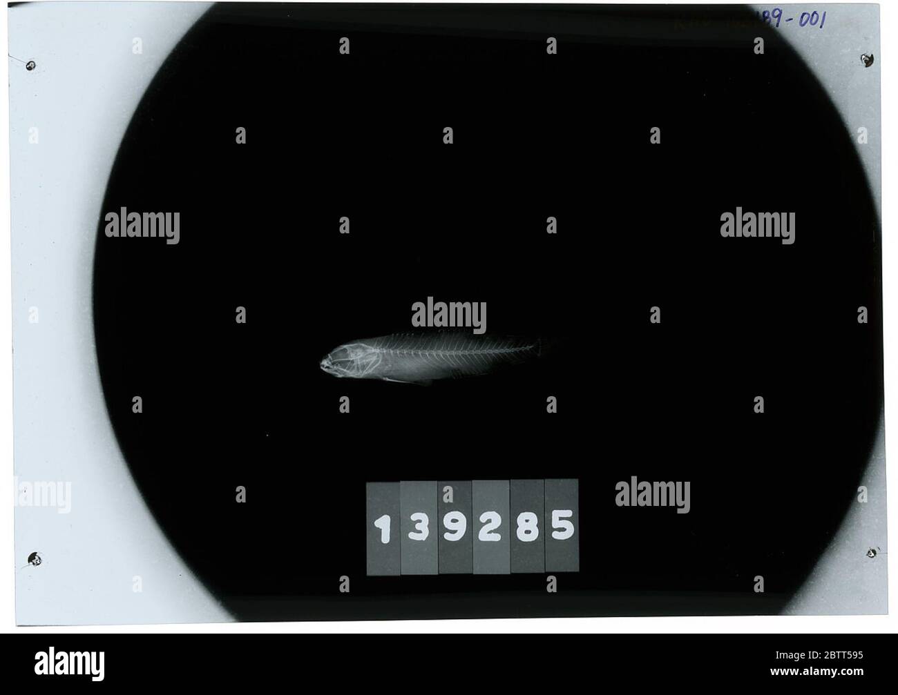 Bynoensis hi-res stock photography and images - Alamy