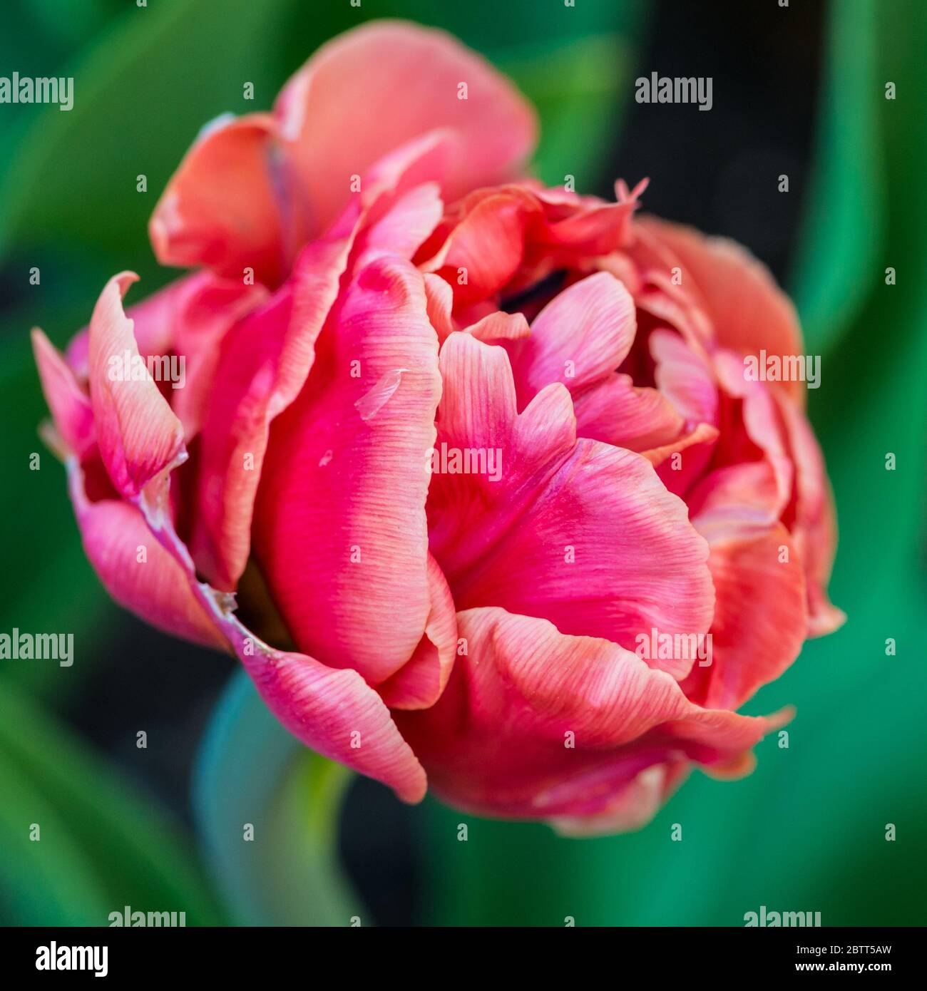 Copper image hi-res stock photography and images - Alamy