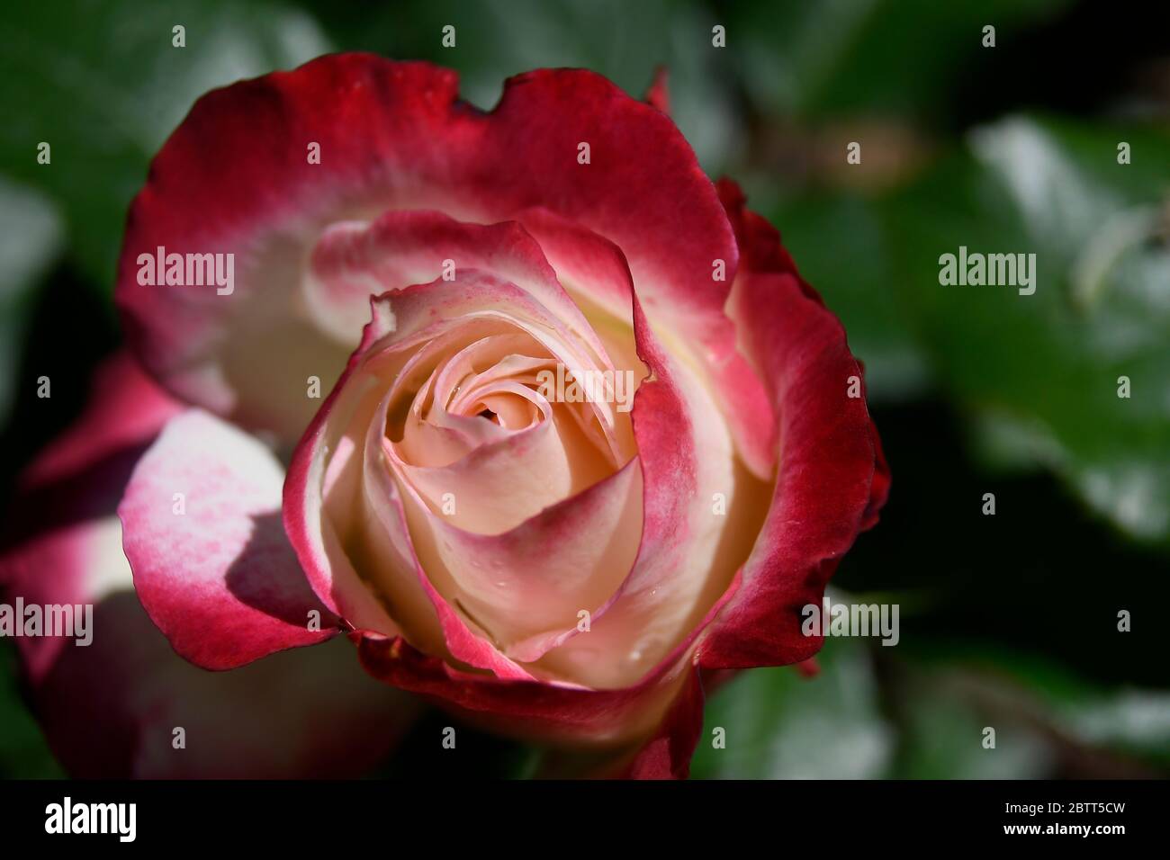 Macro of red and white Tea Rose hybrid Stock Photo - Alamy