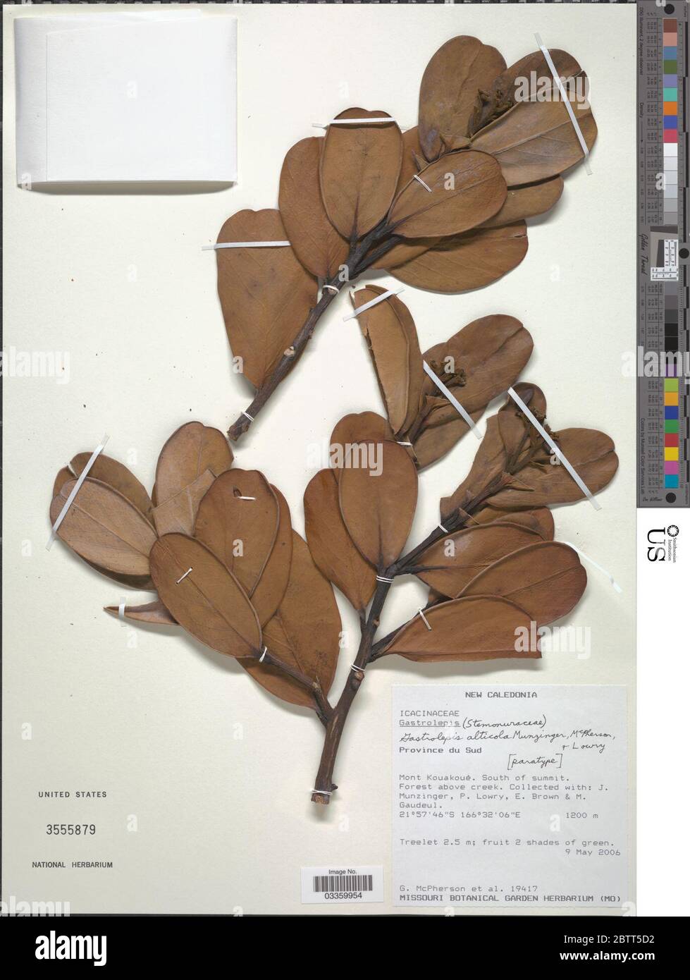 Gastrolepis alticola Munzinger et al Stock Photo - Alamy