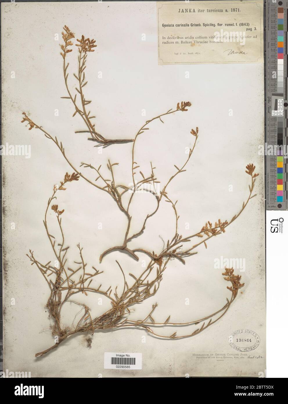 Genista carinalis Griseb Stock Photo - Alamy