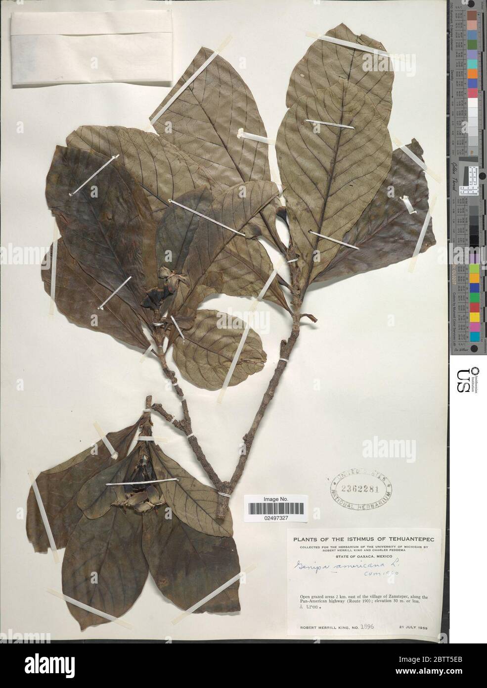 Genipa americana hi-res stock photography and images - Alamy