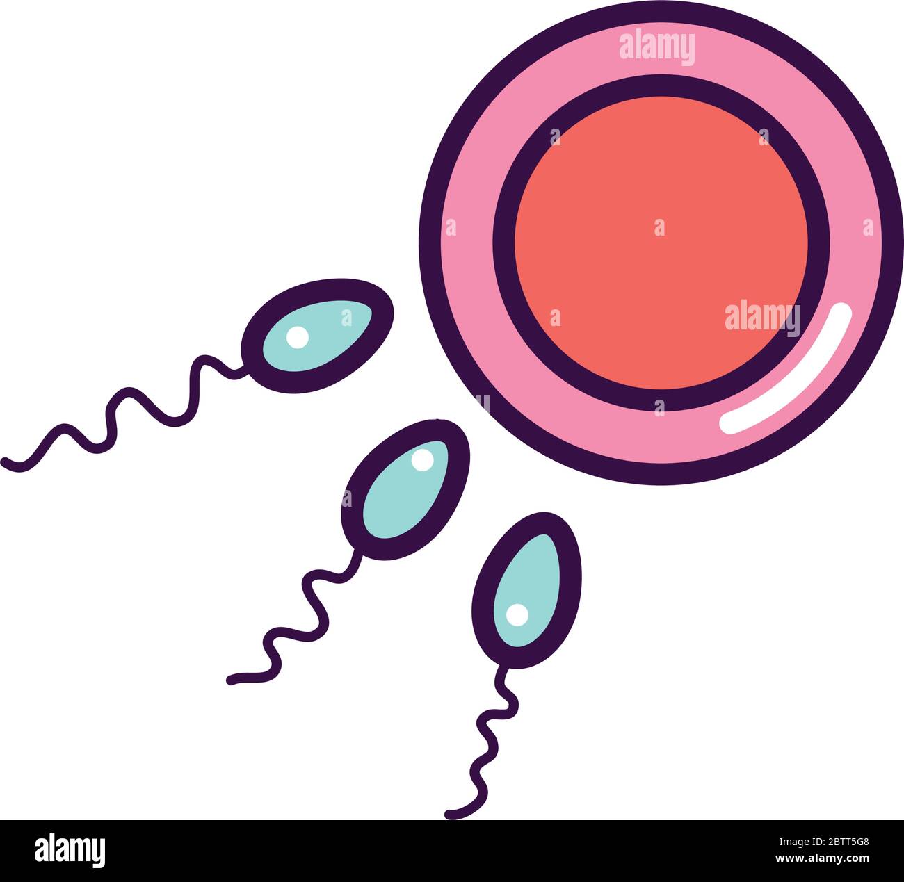 fertility reproduction of ovum and spermatozoon over white background ...