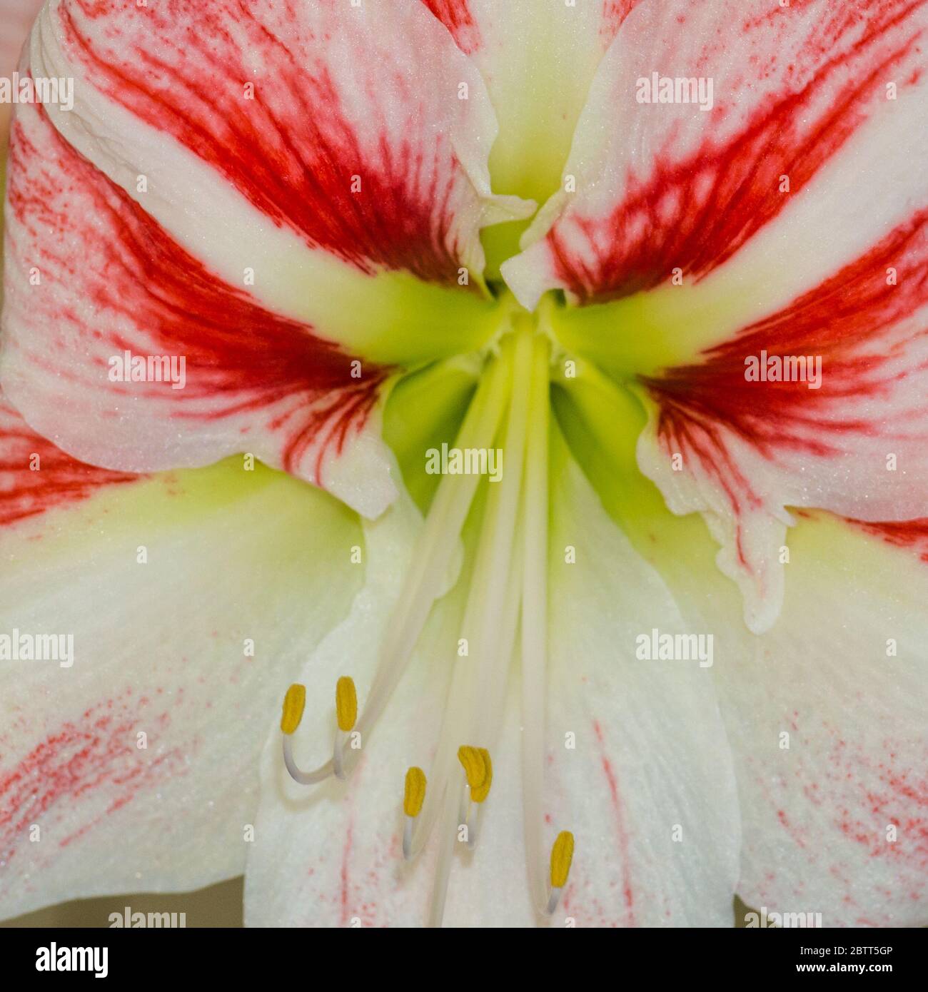 Hippeastrum minerva hi-res stock photography and images - Alamy