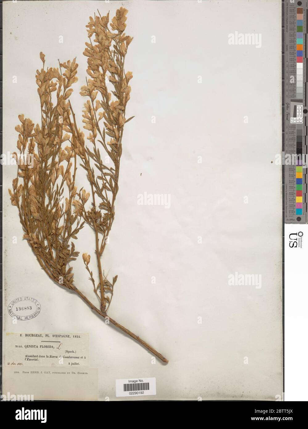 Genista florida hi-res stock photography and images - Alamy