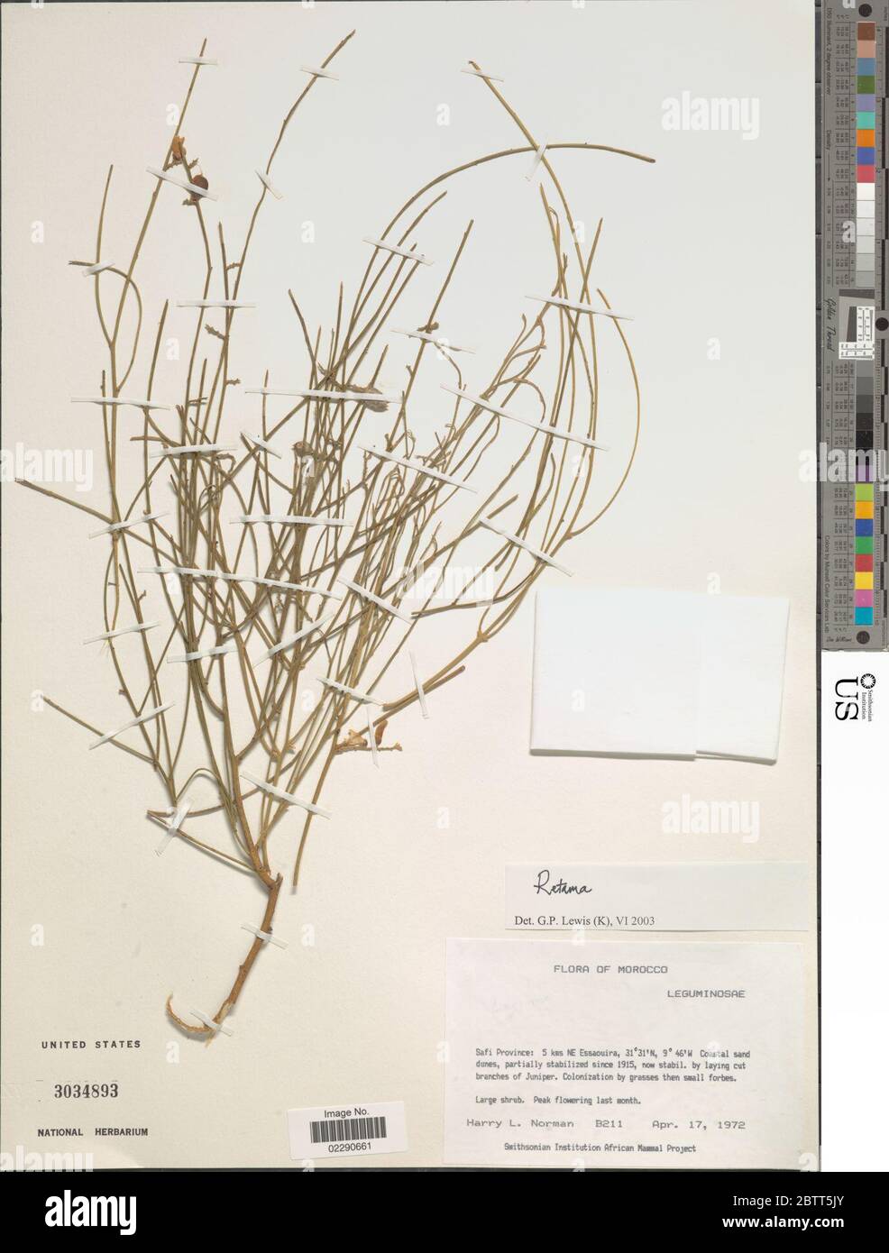 Genista sp hi-res stock photography and images - Alamy