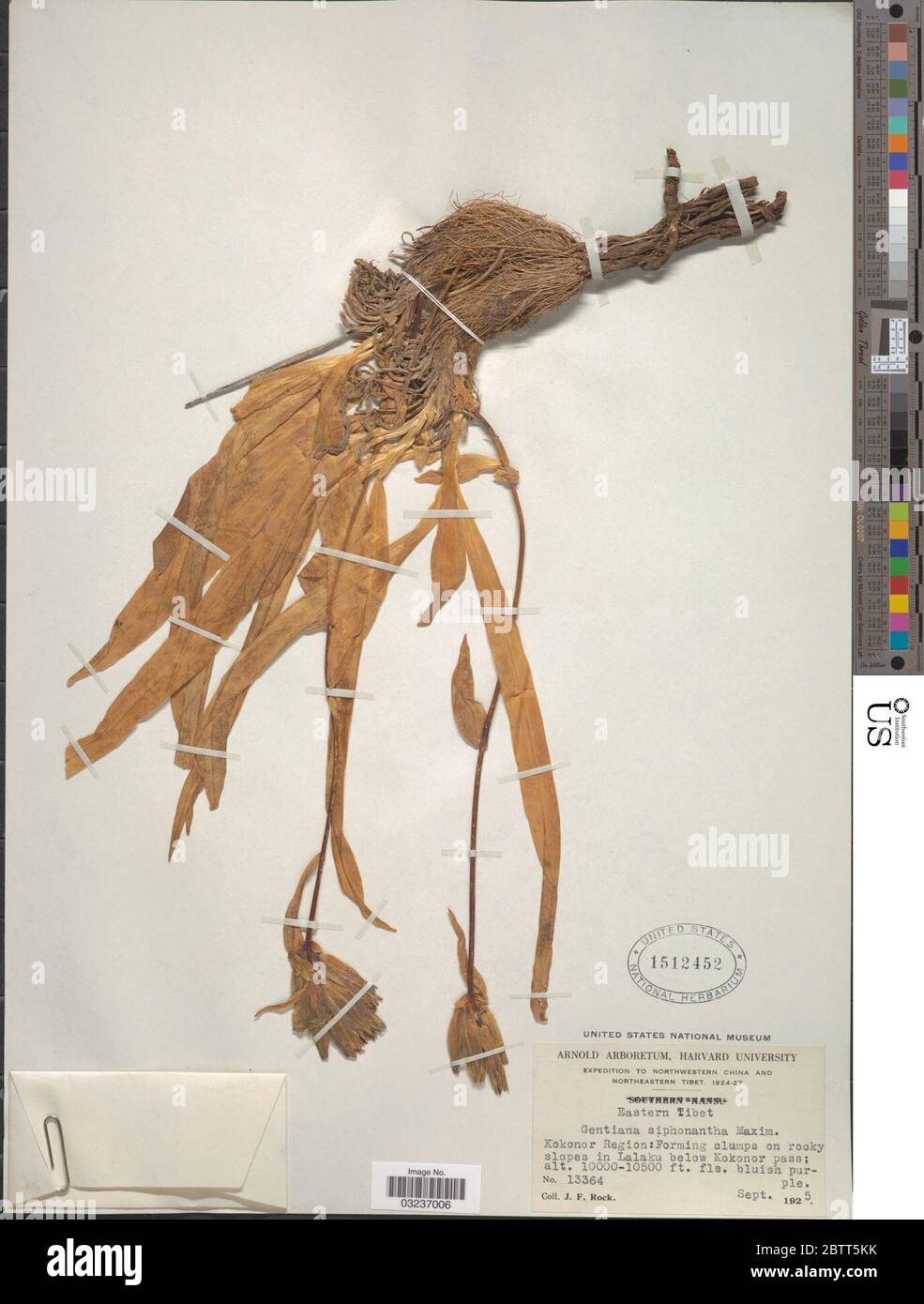 Siphonantha hi-res stock photography and images - Alamy