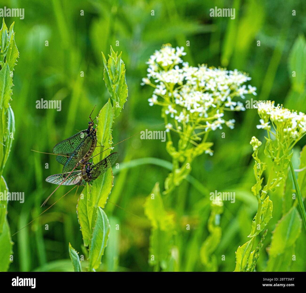 Green Drake Mayfly Ephemera danica male in spring with greengrass field ...
