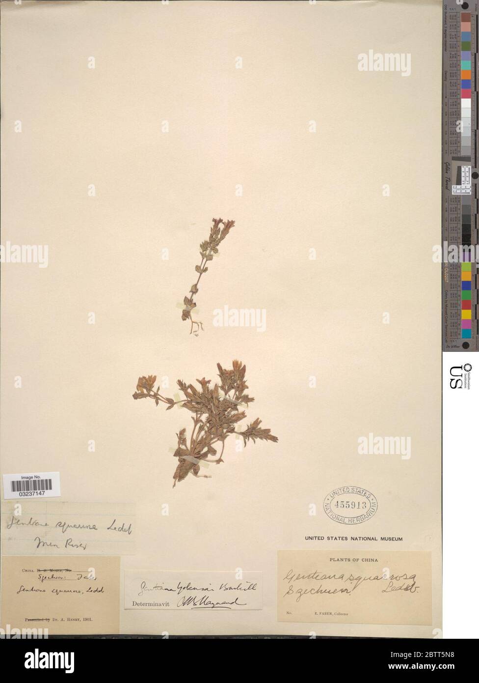 Burkill hi-res stock photography and images - Alamy