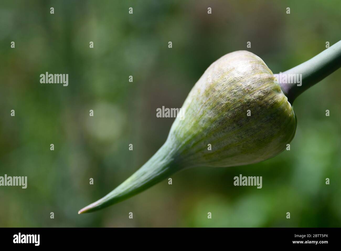 Allium forelock hi-res stock photography and images - Alamy