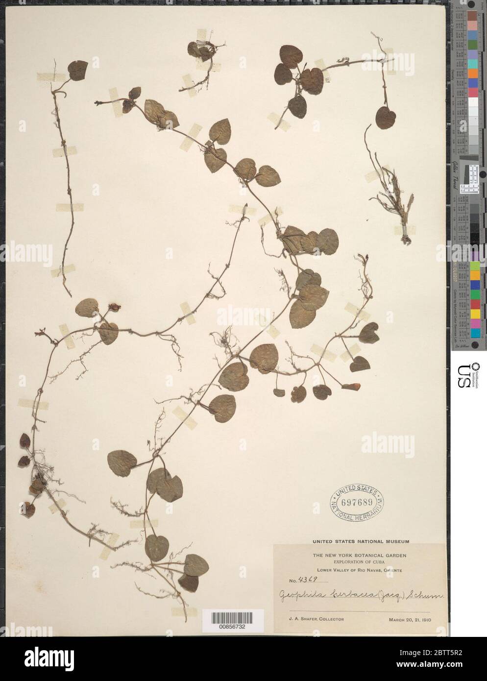 Geophila repens L IM Johnst Stock Photo - Alamy