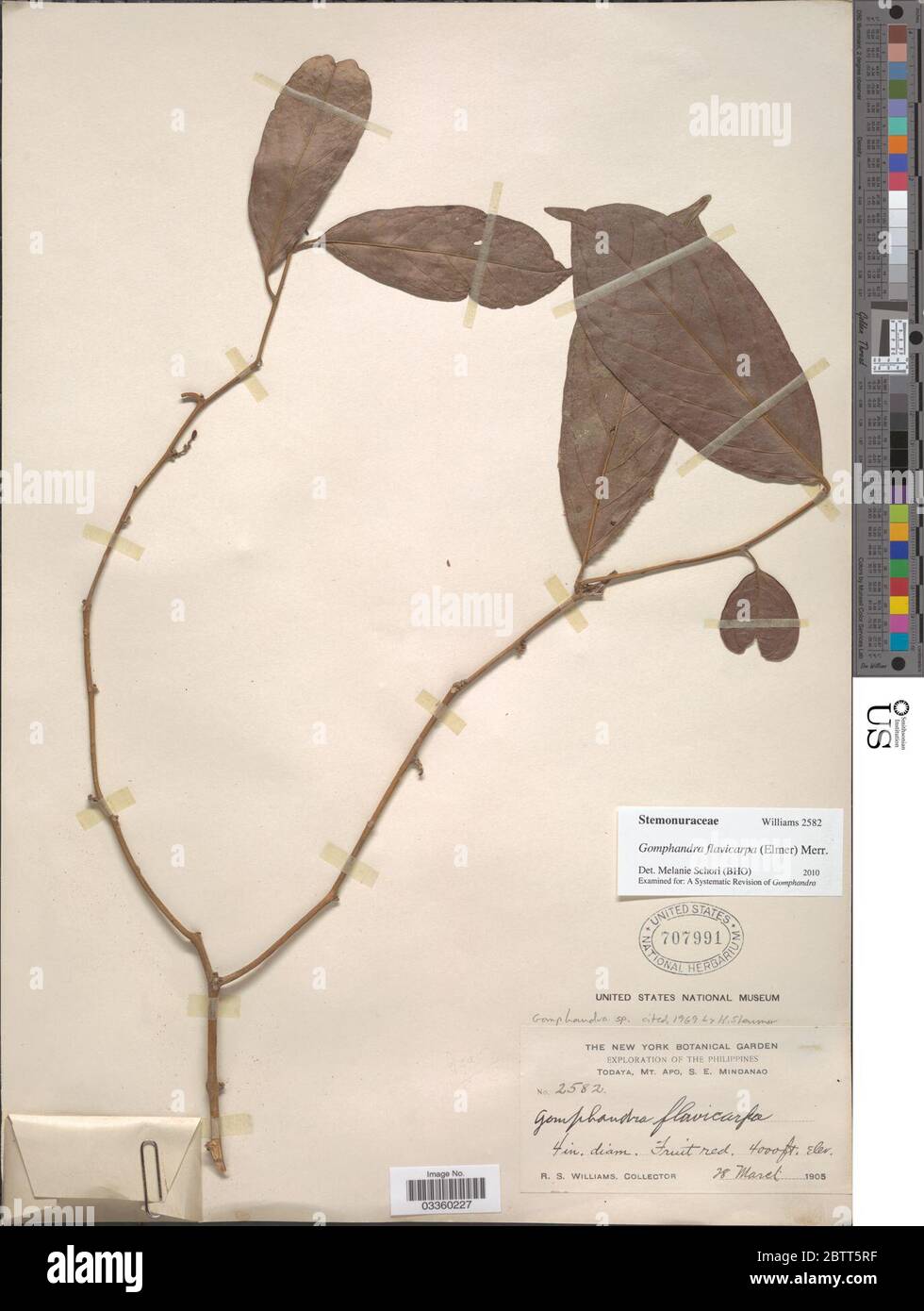 Gomphandra hi-res stock photography and images - Alamy