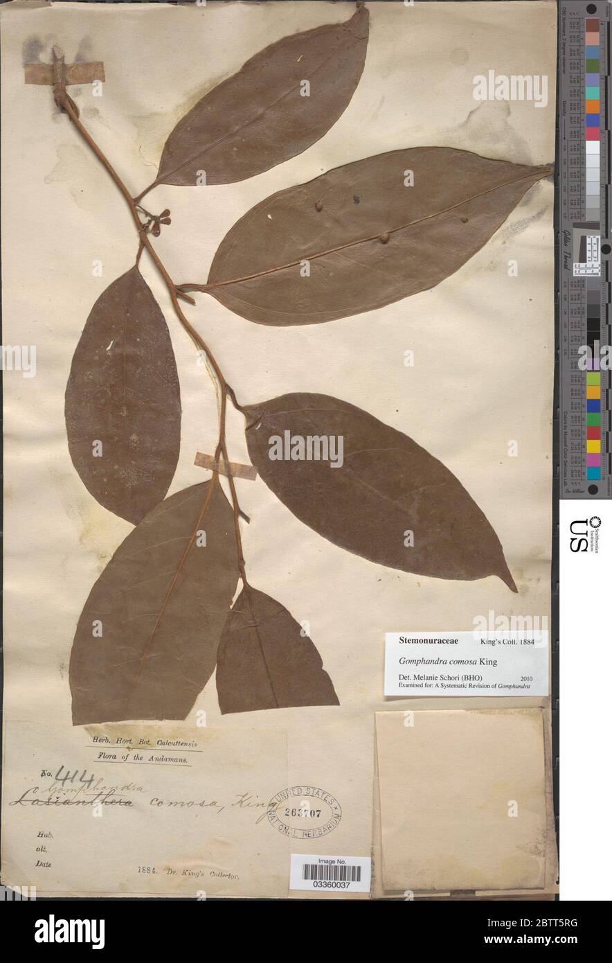 Gomphandra comosa King Stock Photo - Alamy