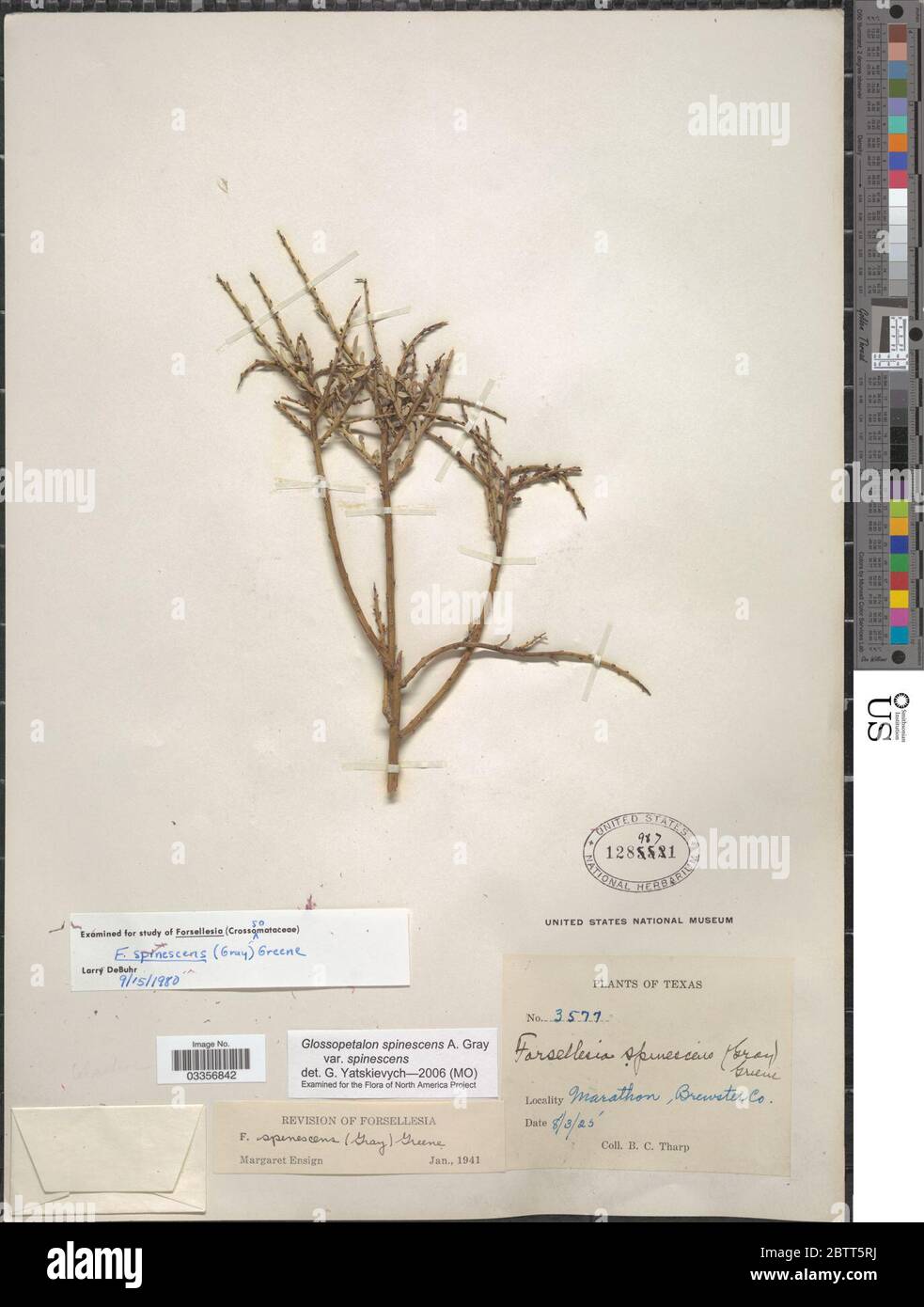 Spinescens hi-res stock photography and images - Alamy