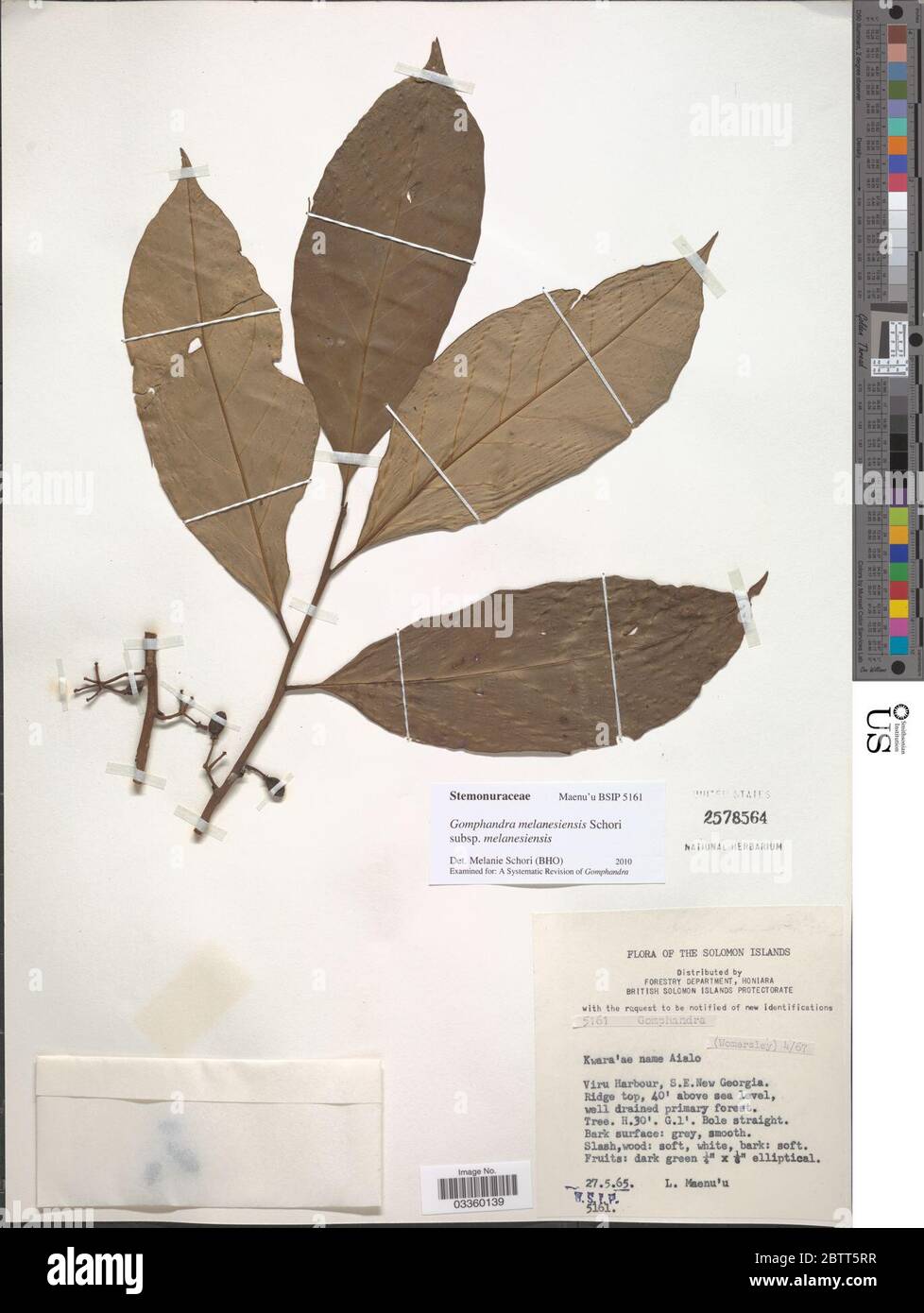 Gomphandra melanesiensis Schori Stock Photo - Alamy