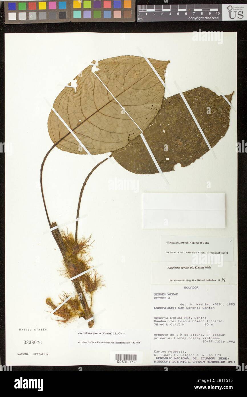Glossoloma sprucei Kuntze JL Clark Stock Photo - Alamy